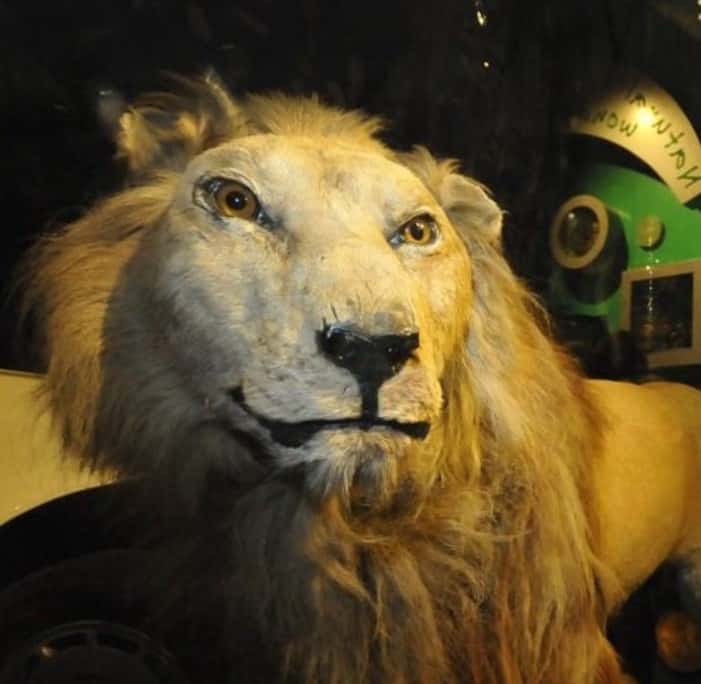 Wallace the lion - a timeline of Sunderland Museum’s famous mascot - SR ...